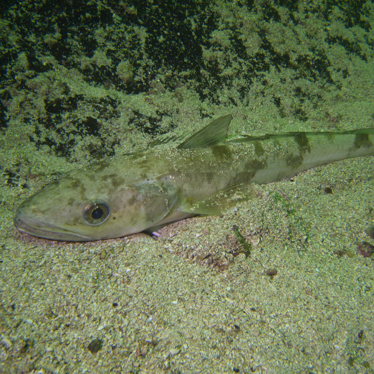 European Hake | Suffolk Biodiversity Information Service
