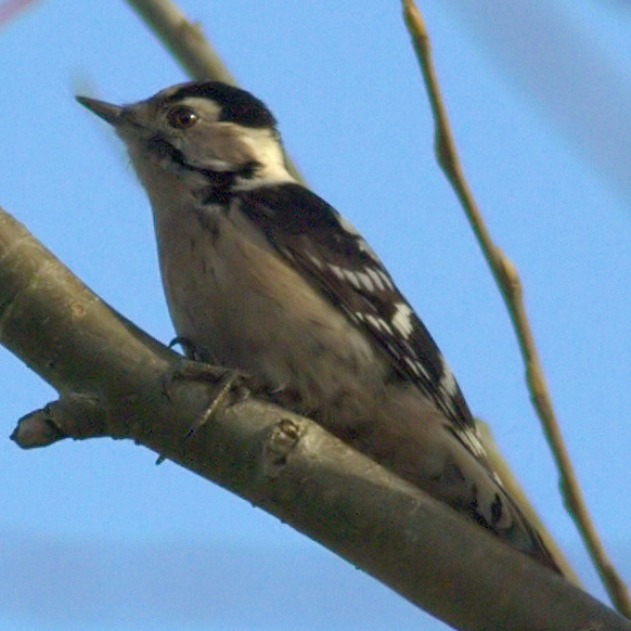 Lesser Spotted Woodpecker | Suffolk Biodiversity Information Service