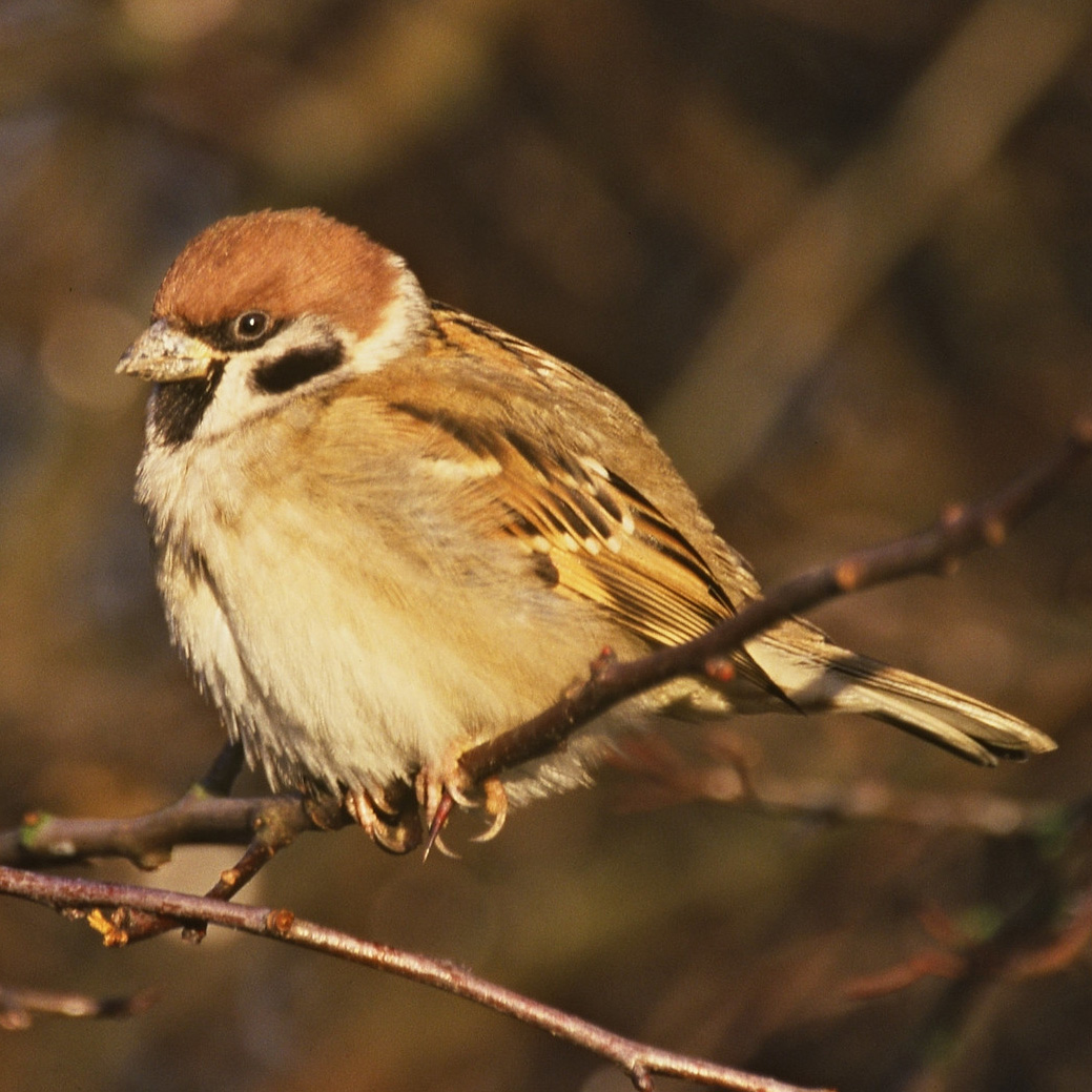 Tree Sparrow | Suffolk Biodiversity Information Service